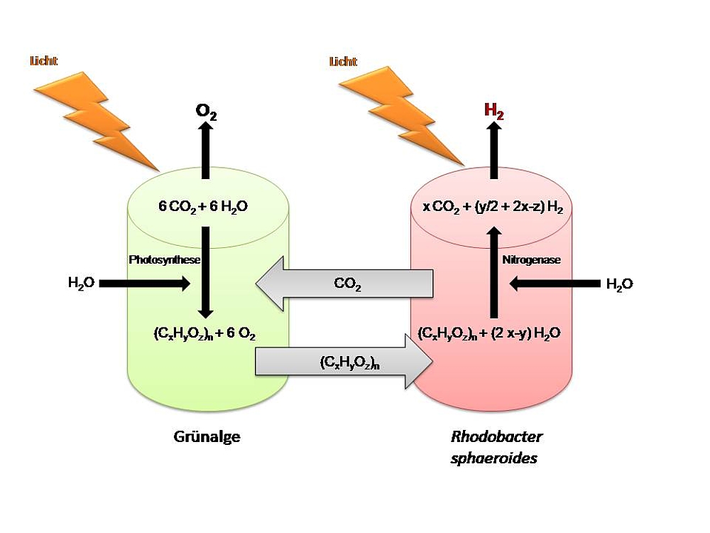 Analysis of genome and transcriptome of Rhodobacter sphaeroides in ...